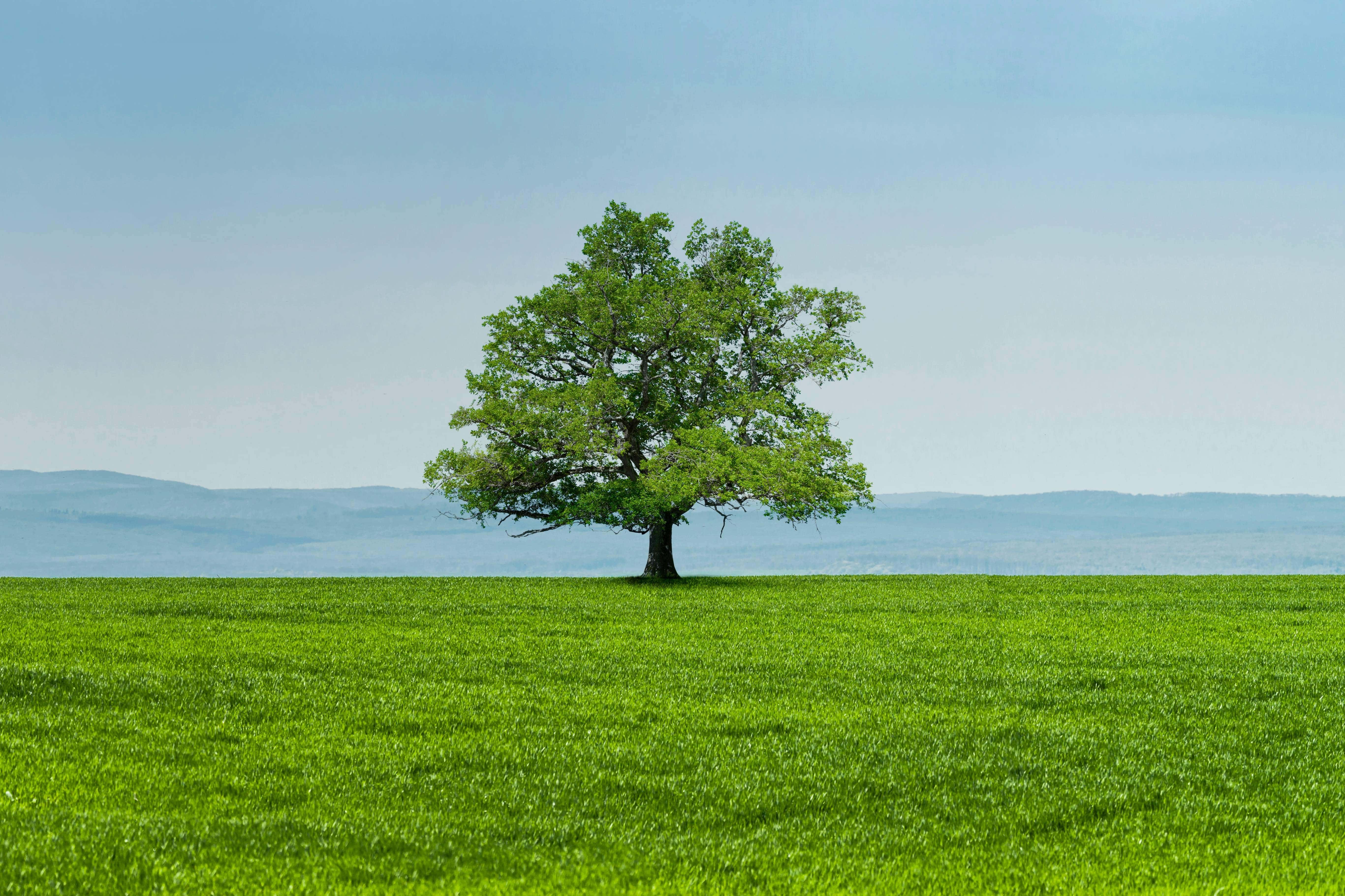 MySQL Index Overviews: B-Tree Indexes - Simple Talk